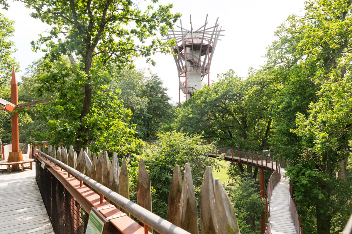 Ivenacker Eichen - Wald-MV